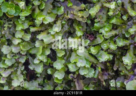 A liverwort, Pellia species, probably P. neesiana, Wye Valley ...
