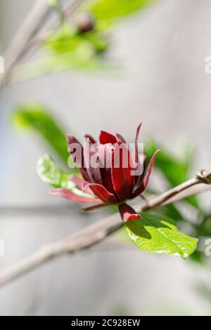 Common Sweetshrub (Calycanthus floridus), Carolina Allspice, Strawberry ...