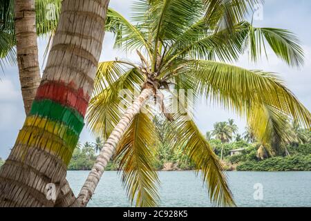 Palm trees with the colors yellow green red on the trunk Stock Photo ...