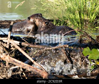 Beaver couple close-up view hugging and enjoying their environment and ...