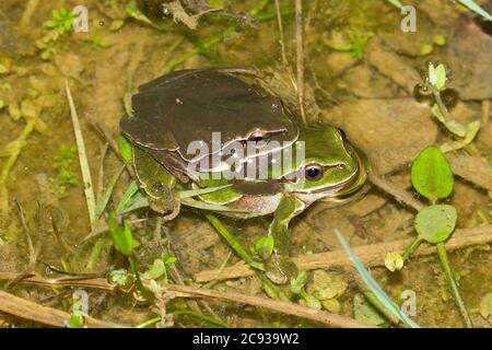 Pine Barrens tree frogs in the water Stock Photo - Alamy