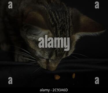Grey kitten eating kibble Stock Photo - Alamy