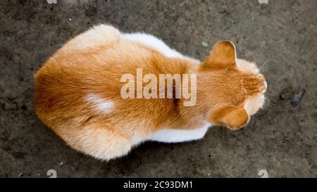 A Beautiful Home cat was waiting for a rat to hunt. Top View Picture ...