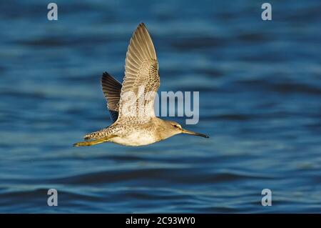 Short billed dowitcher in flight Stock Photo - Alamy