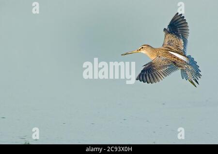 Short billed dowitcher in flight Stock Photo - Alamy