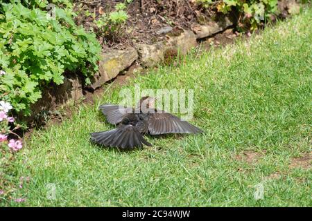 Blackbird Turdus merula female sunning in garden norfolk summer UK ...