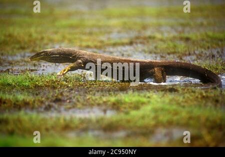 Gould's monitor lizard, Kakadu National Park, Northern Territory ...