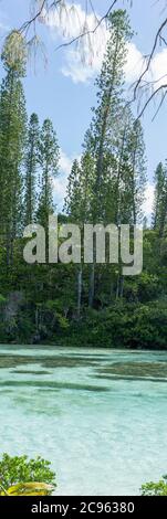The pine forest along the turquoise river Stock Photo - Alamy
