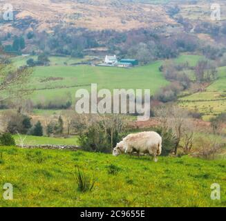 Bonane, County Kerry, Ireland, Sheep Stock Photo - Alamy