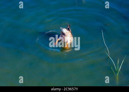 A Duck Ducking Under Water In Search Of Food; Glengarriff, County Cork ...
