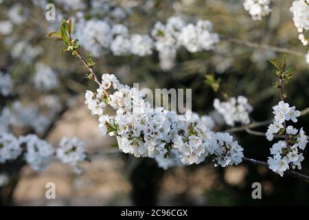 Spring blossoms in Normandy, France Stock Photo - Alamy
