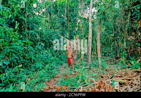 INDIOS YANOMAMI, IRONAVI TRIBE, HUNTERS WITH BOW AND ARROW, BRAZO ...