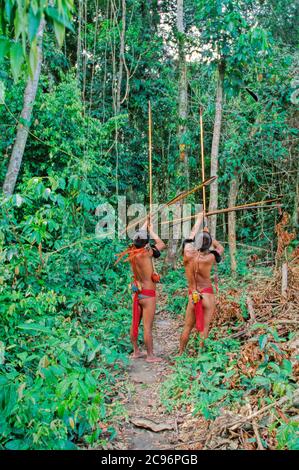 INDIOS YANOMAMI, IRONAVI TRIBE, HUNTERS WITH BOW AND ARROW, BRAZO ...