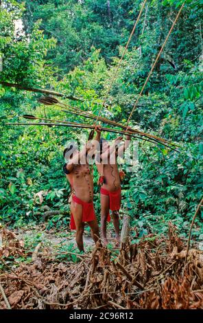 INDIOS YANOMAMI, IRONAVI TRIBE, HUNTERS WITH BOW AND ARROW, BRAZO ...
