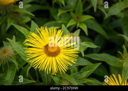 Beautiful large flower of Inula hookeri daisy with hover fly gathering ...