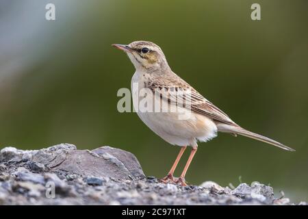 Tawny pitpit (Anthus campestris), perching on a wall and shaking its ...