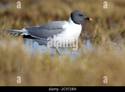 Sabine's Gull, Fork-tailed Gull, Xeme (Larus sabini, Xema sabini ...