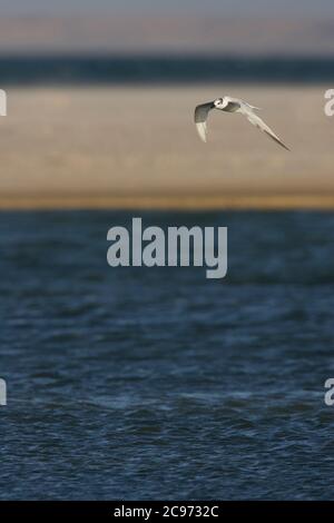 Sandwich Tern (Thalasseus sandvicensis) along the North sea coast ...