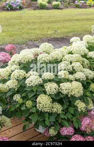 Wild hydrangea (Hydrangea arborescens 'Invincibelle Limetta', Hydrangea ...