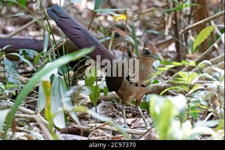Two Rufous-vented ground Cuckoo’s (Neomorphus geoffroyi) near an ...