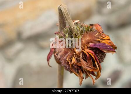 Outdoor Withered Organic Potted Gerbera Flower in the Family Asteraceae ...