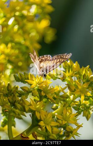 A closeup shot of a beautiful butterfly captured on pink flowers Stock ...