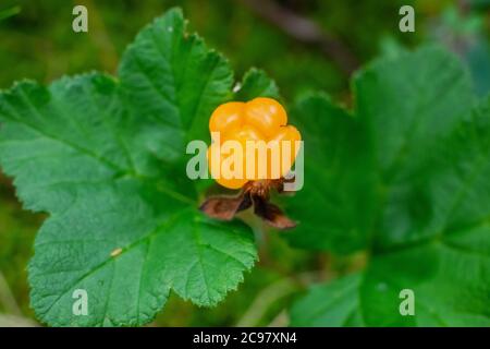 Cloudberries, wild berry from the arctic region Stock Photo - Alamy