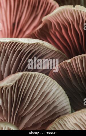 Close up beautiful bunch mushrooms color light. Macro photography view ...