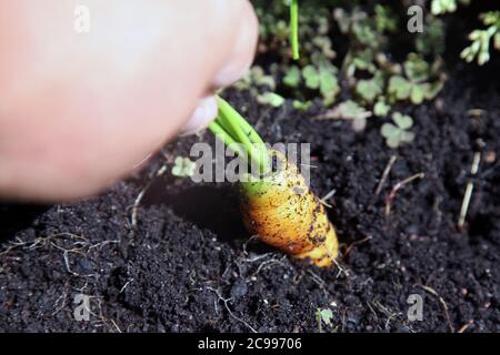 Pulling carrot from mud in UK garden allotment on sunny day, July 2020 ...