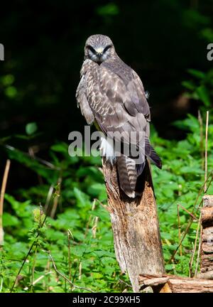 Juvenile Common Buzzard staying around the nest site Stock Photo - Alamy