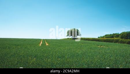 Panoramic shot of a beautiful green landscape with a forest Stock Photo ...