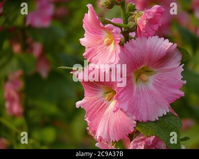 Selective focus shot of blooming hollyhocks flowers Stock Photo - Alamy