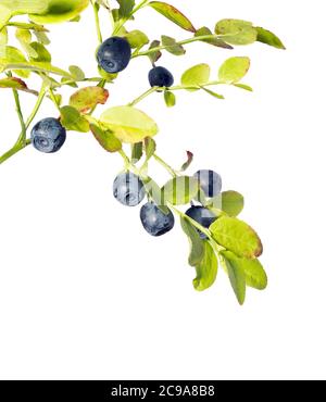 A bunch of ripe blueberries on a white isolated background Stock Photo ...