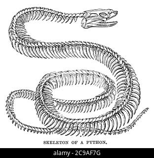 science reptile bone snake skeleton anatomy spine backbone science ...