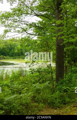 View of lake through the trees. Loda Lake, Michigan, USA Stock Photo ...