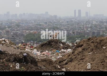 Delhi, India. 28th July, 2020. A man stands on a heap of garbage at ...