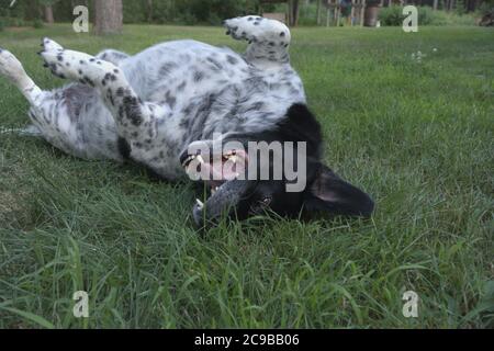 cute dog rolling around in grass being happy Stock Photo - Alamy