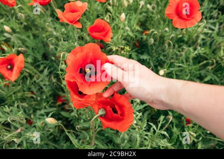 woman hand gentle touching poppy flower Stock Photo - Alamy