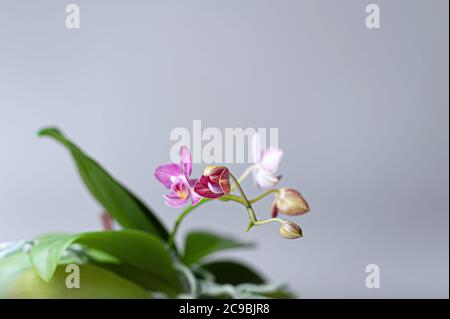 Close-up at orchids flower cluster. Stages of blooming, from unopened ...