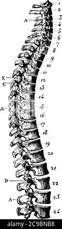 Human vertebral column side view with partly transparent skeleton ...