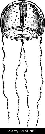 Sertularia is a genus of hydroids in the family Sertulariidae, vintage ...