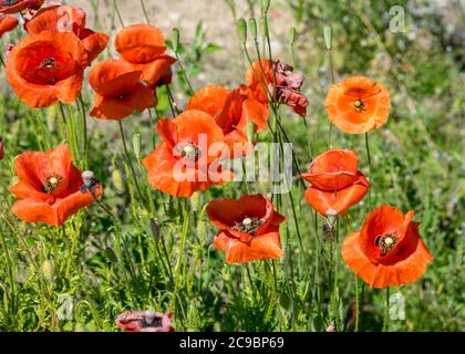 landscape with bright red poppies, fragments of poppy petals on a ...