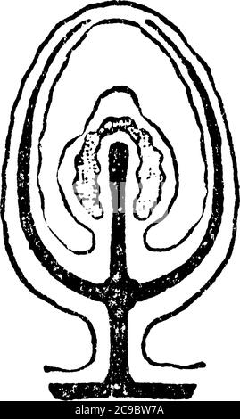A typical representation of the gradual degeneration of the medusa bud ...