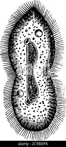 Paramecium is a genus of unicellular ciliates, vintage line drawing or ...