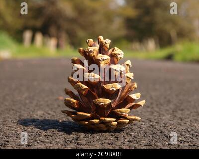 Open pine cone on a ground Stock Photo - Alamy