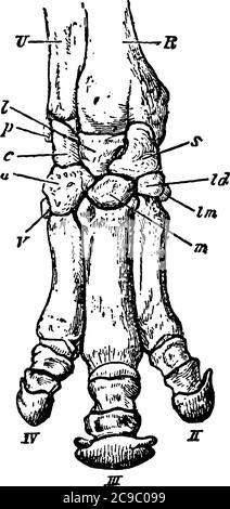 A typical representation of the bones of fore foot of existing ...