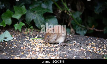 Field mouse eating bird seed Stock Photo - Alamy