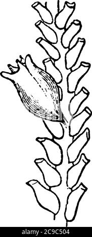 Sertularia is a genus of hydroids in the family Sertulariidae, vintage ...