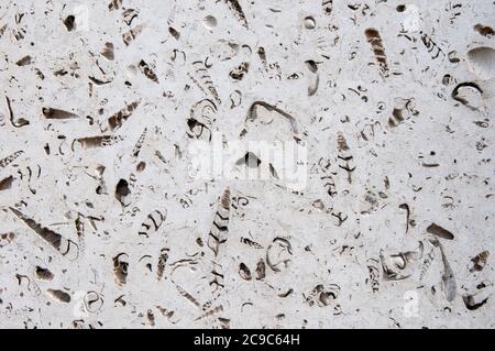 seashells in concrete Stock Photo - Alamy