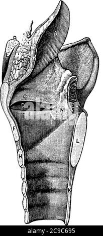 VOCAL CORD, DRAWING Stock Photo - Alamy
